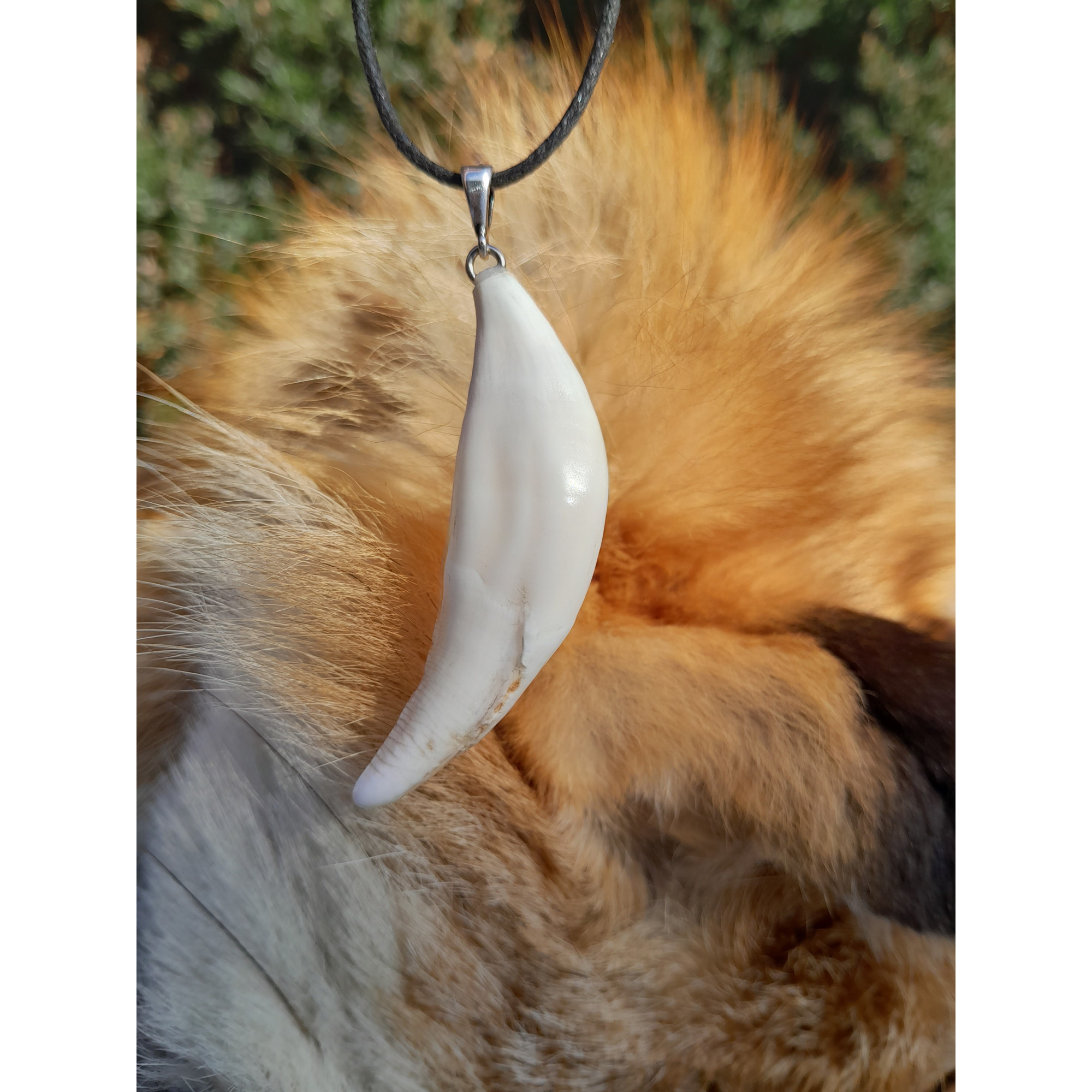 Large wolf tooth amulet. Wolf teeth necklace. Wolf fang jewelry - RS ...