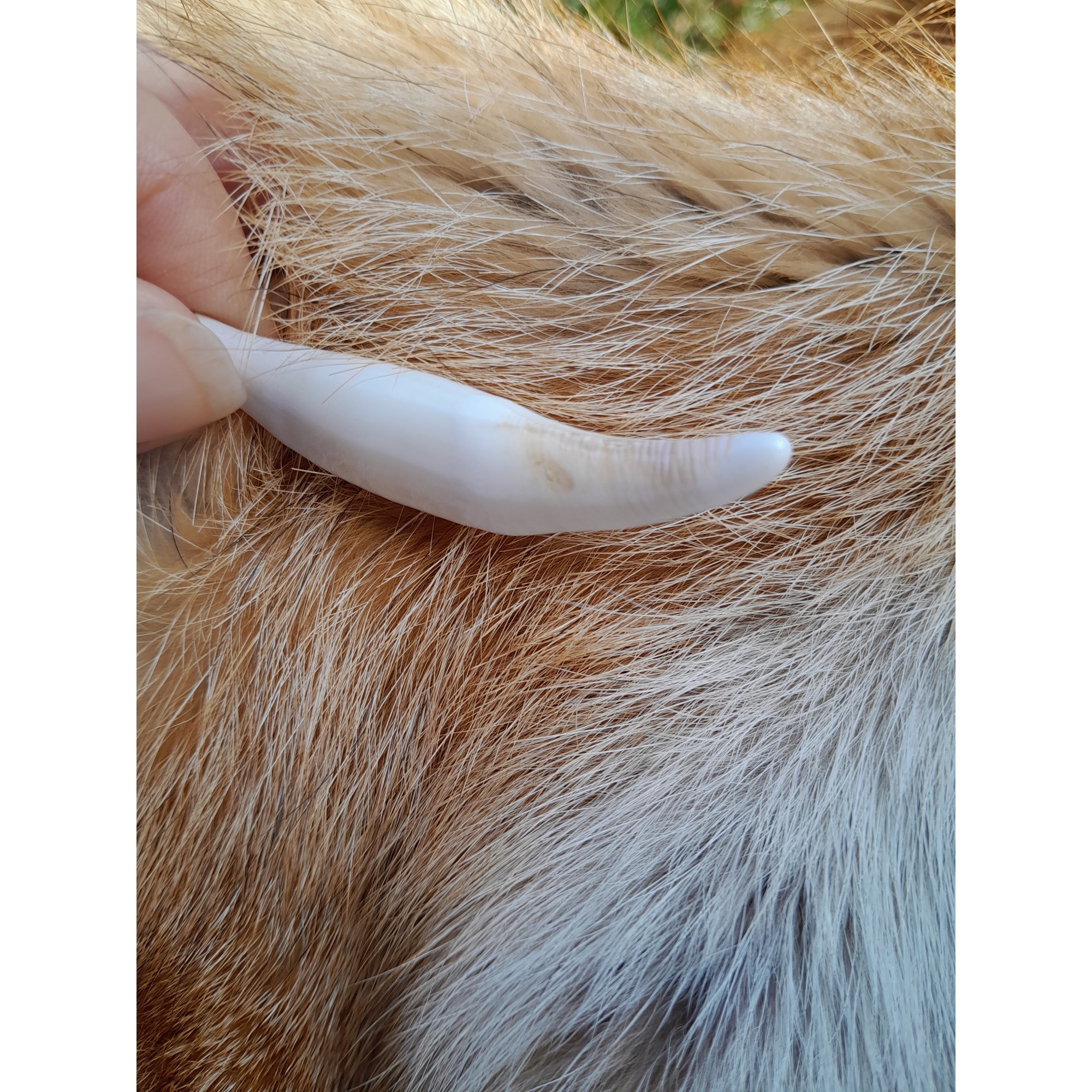 Large wolf tooth amulet. Wolf teeth necklace. Wolf fang jewelry - RS ...