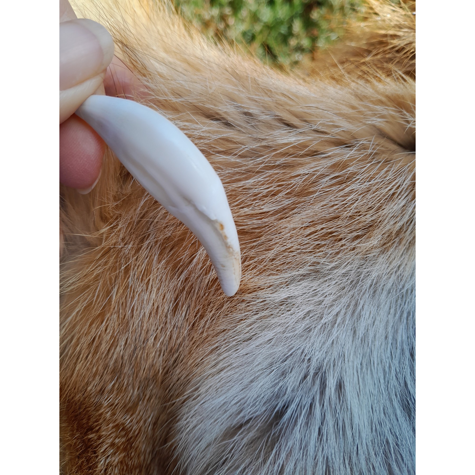 Large wolf tooth amulet. Wolf teeth necklace. Wolf fang jewelry - RS ...